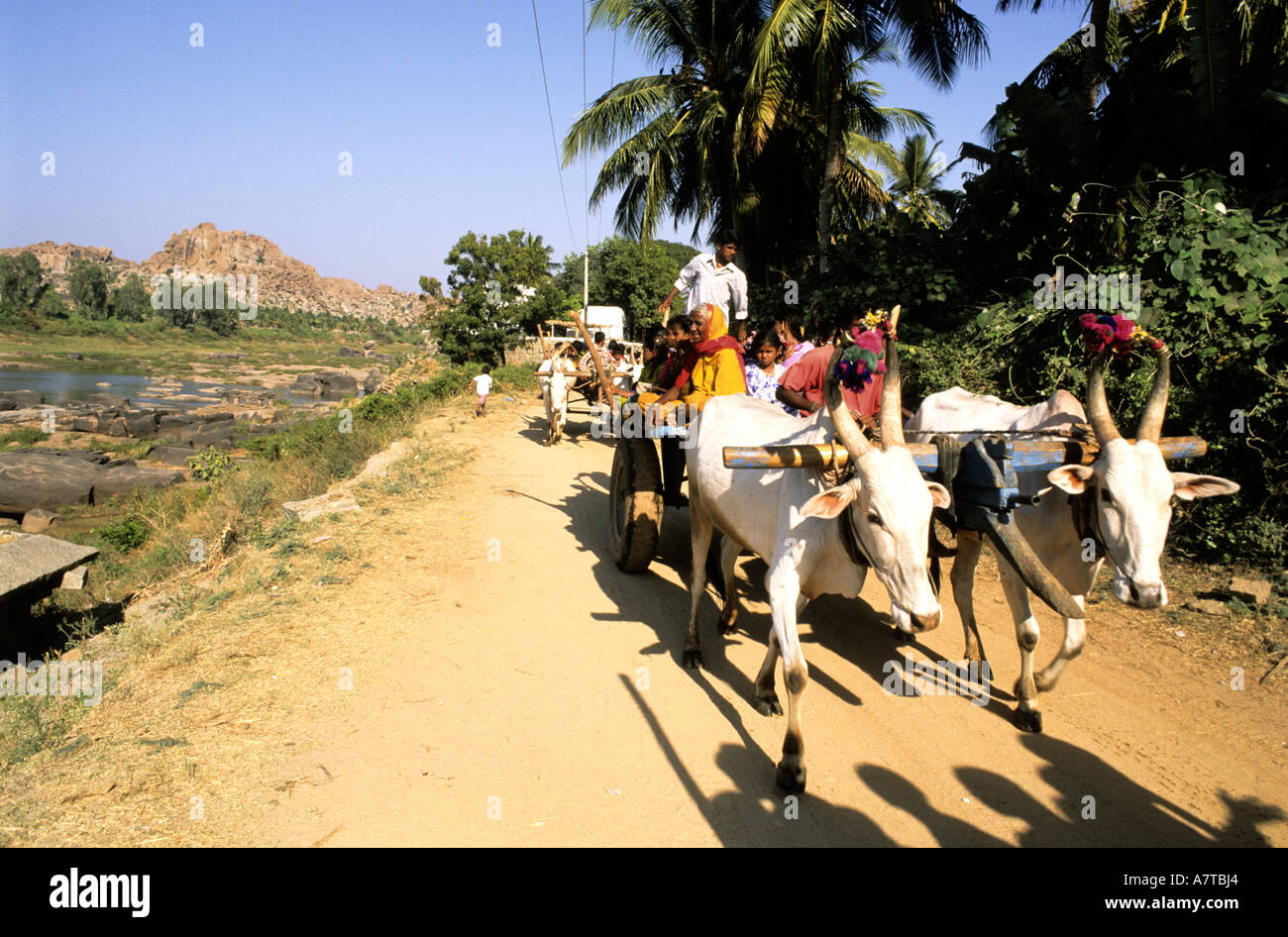 India, Karnataka State, Hampi, cows yoking Stock Photo - Alamy