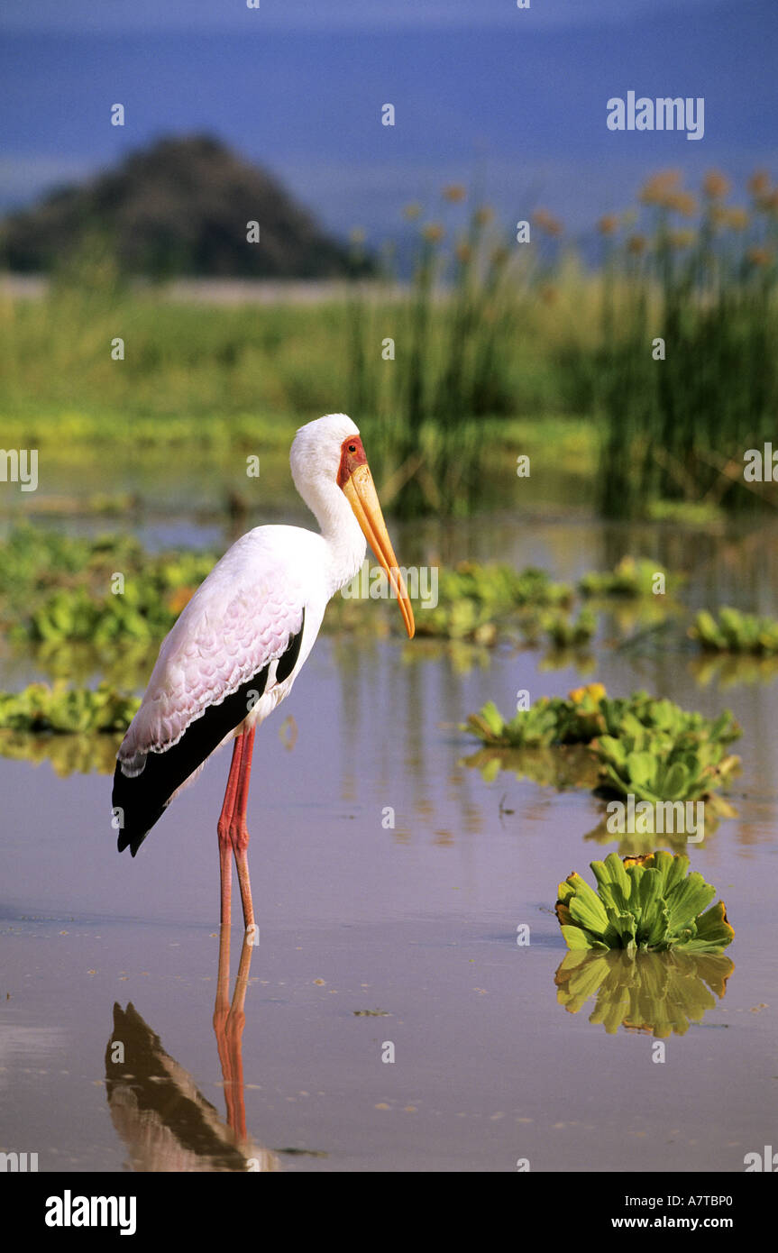 Kenya, Rift Valley, Baringo lake, ibis Stock Photo - Alamy