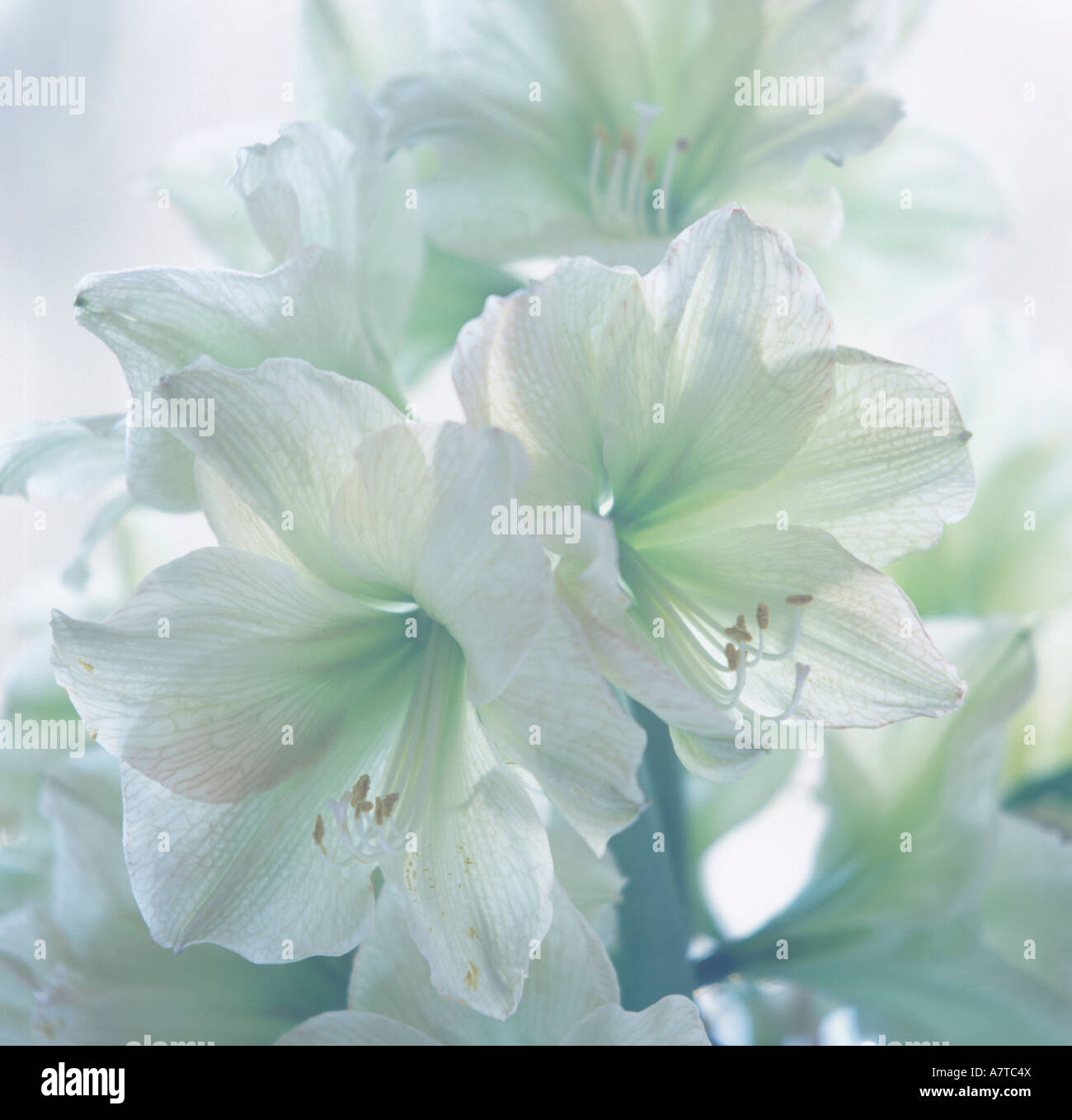 Close-up of white flowers Stock Photo - Alamy