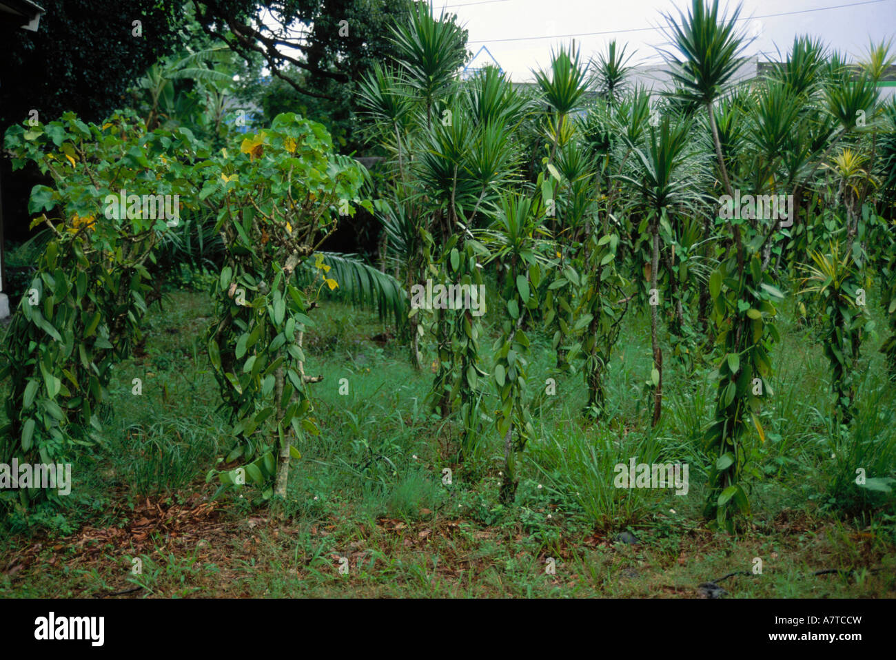 Plantation on grassy landscape, Reunion Island, France Stock Photo - Alamy