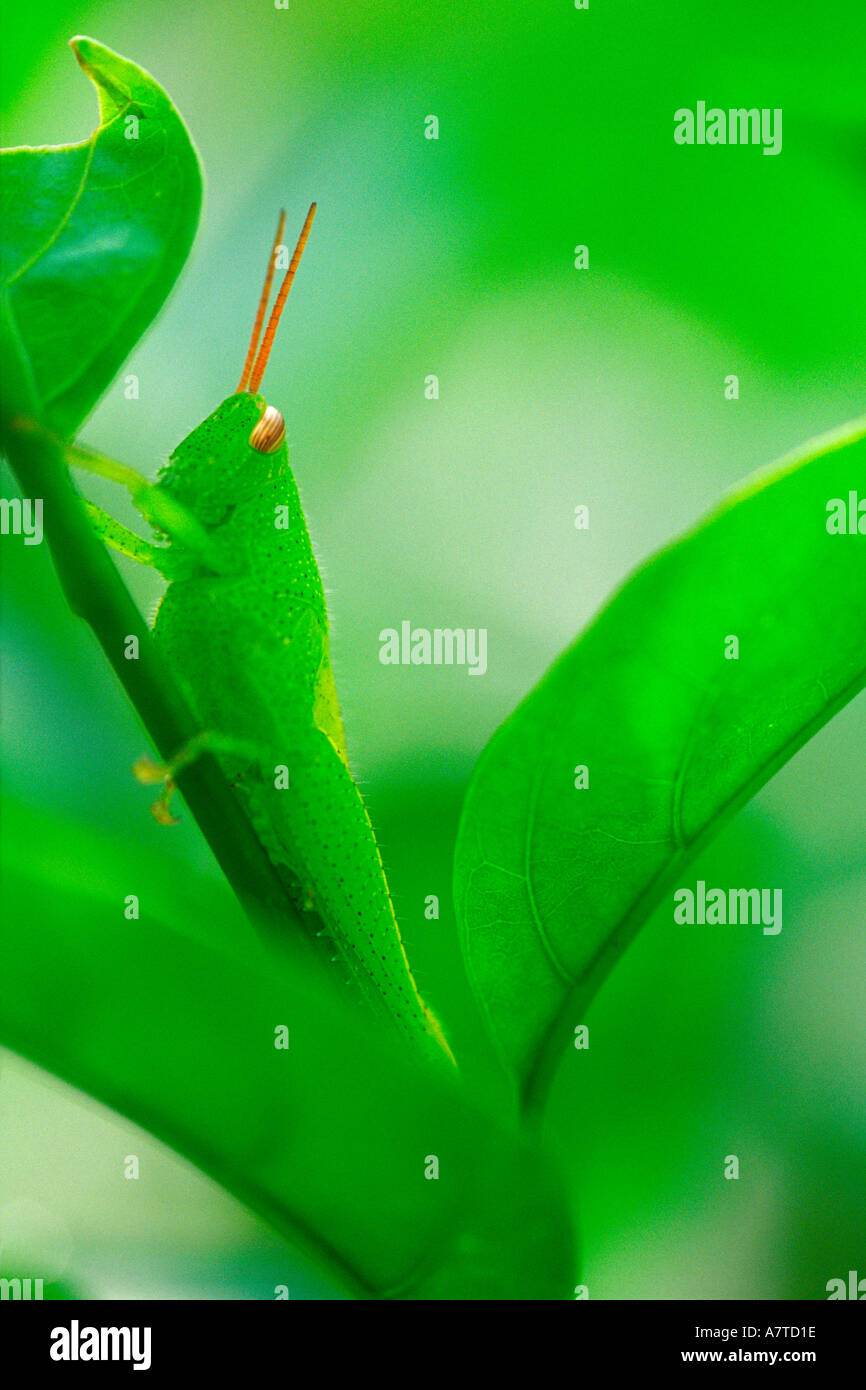 Insect african grasshopper hi-res stock photography and images - Alamy
