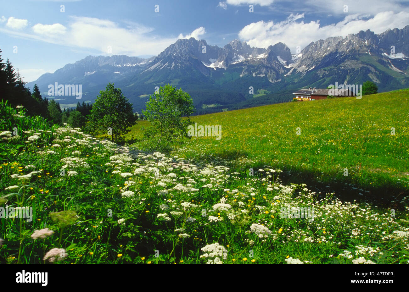 Atmospheric photos of flowers hi-res stock photography and images - Alamy