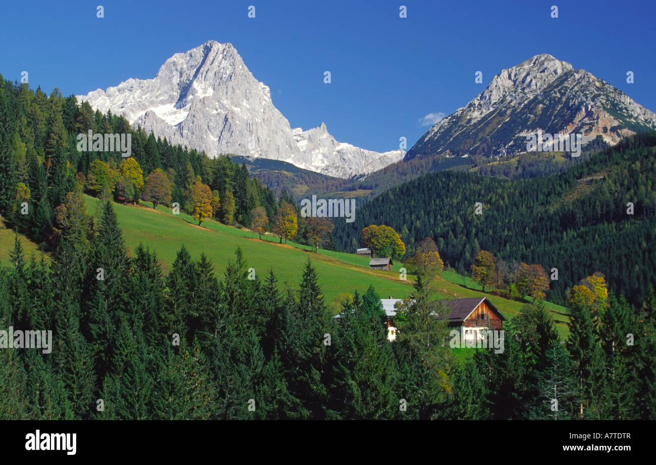 Coniferous trees in forest, Austria Stock Photo - Alamy
