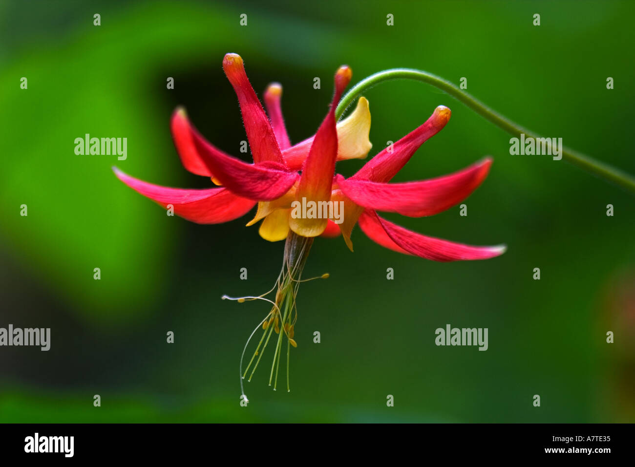 Columbine lily in Oregon rain forest Stock Photo - Alamy