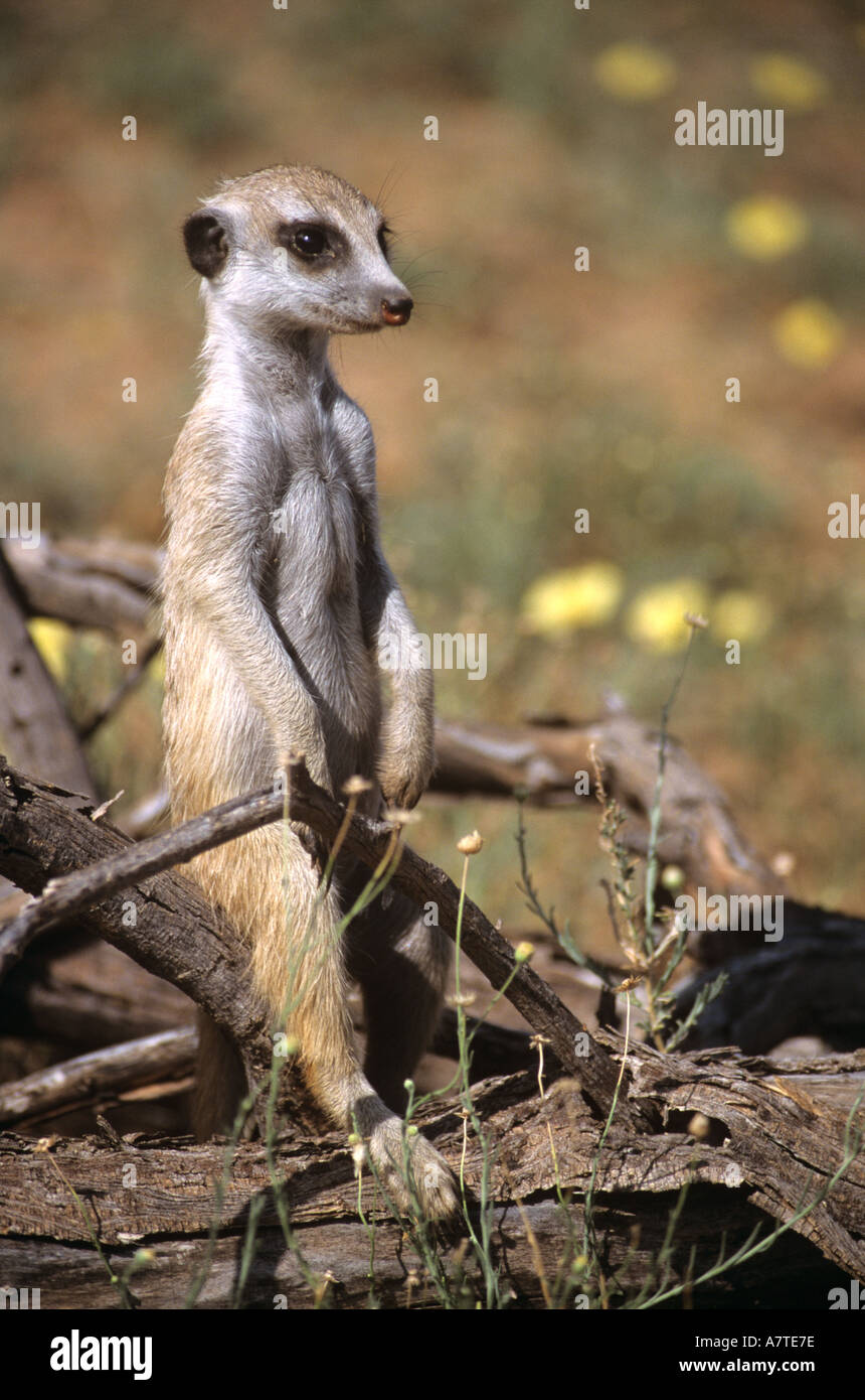 Wild meerkat (Suricata suricatta) sitting on log, Kalahari Desert ...