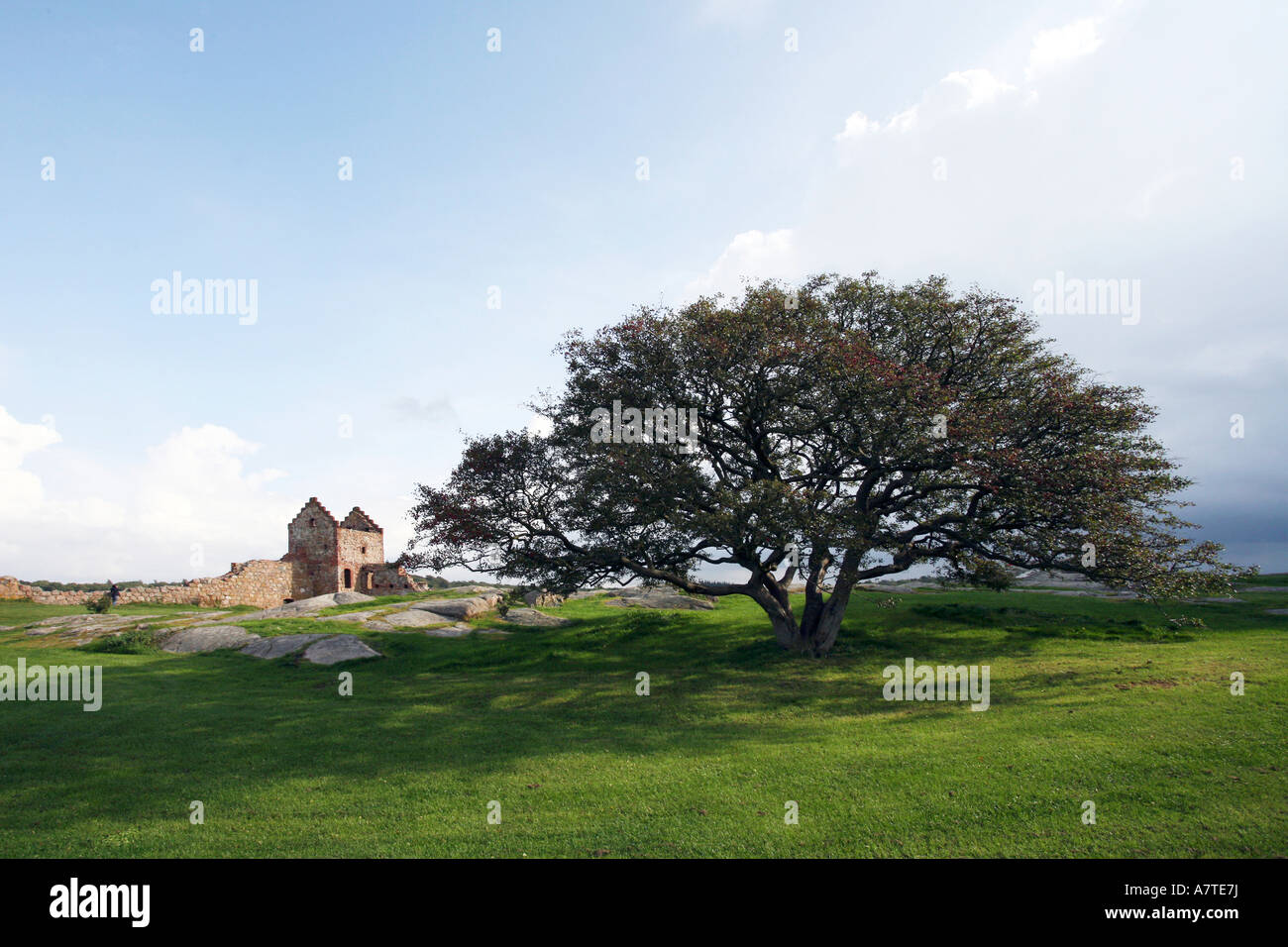 Old ruins of castle near tree on landscape, Hammershus, Bornholm ...