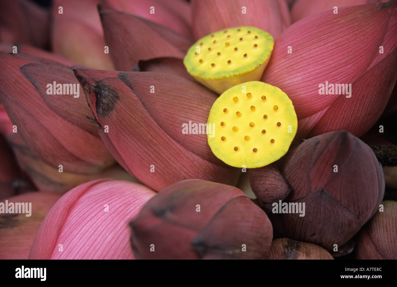 Fruit of lotus flower hi-res stock photography and images - Alamy