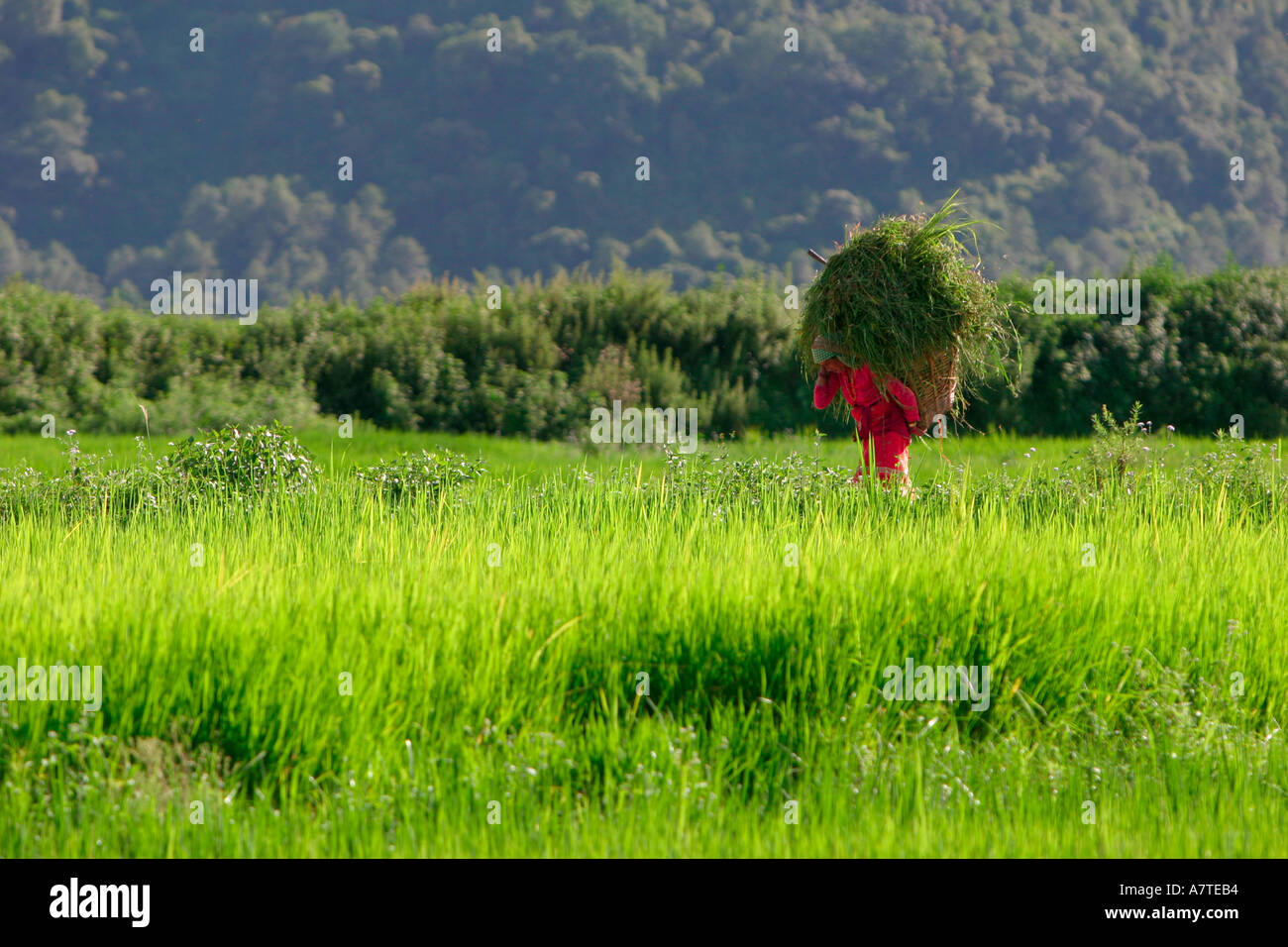 Woman carrying food by rice field hi-res stock photography and images ...