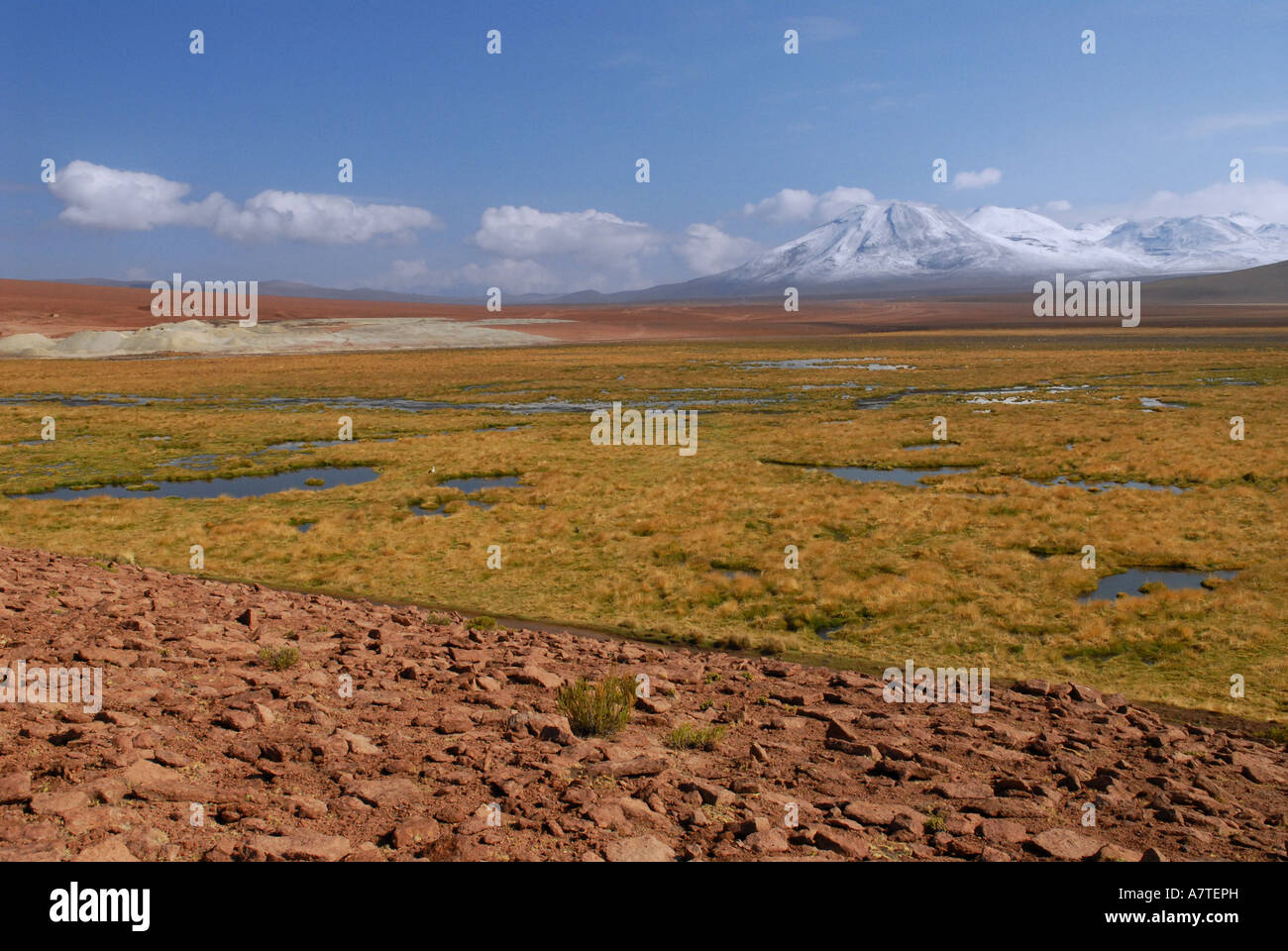 Chile altiplano Swamps Norte Grande Stock Photo - Alamy