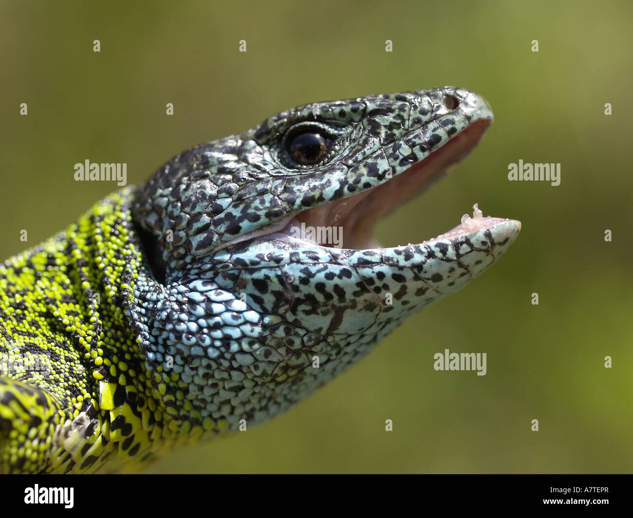 Lounge Lizards High Resolution Stock Photography and Images - Alamy