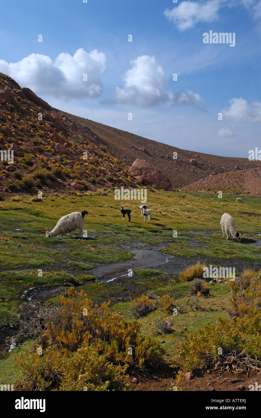 Lamas In the Atacama desert Chile Stock Photo - Alamy