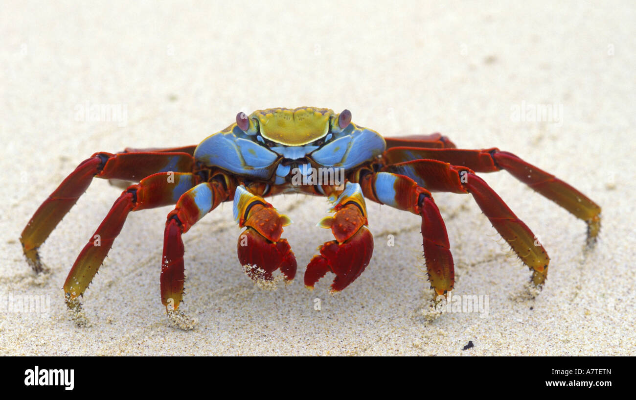 Crab On Sand High Resolution Stock Photography and Images - Alamy