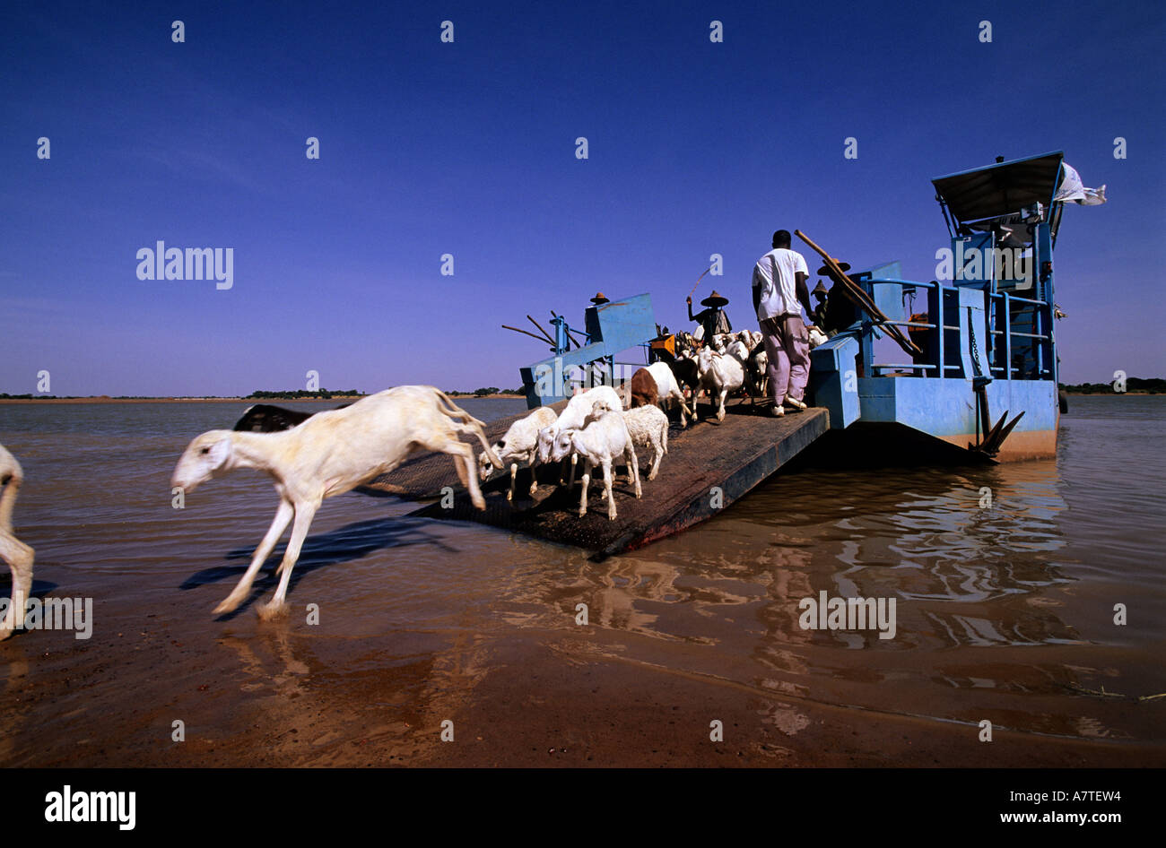 Mali, ferry crossing Bani river between Mopti and Djenne Stock Photo ...