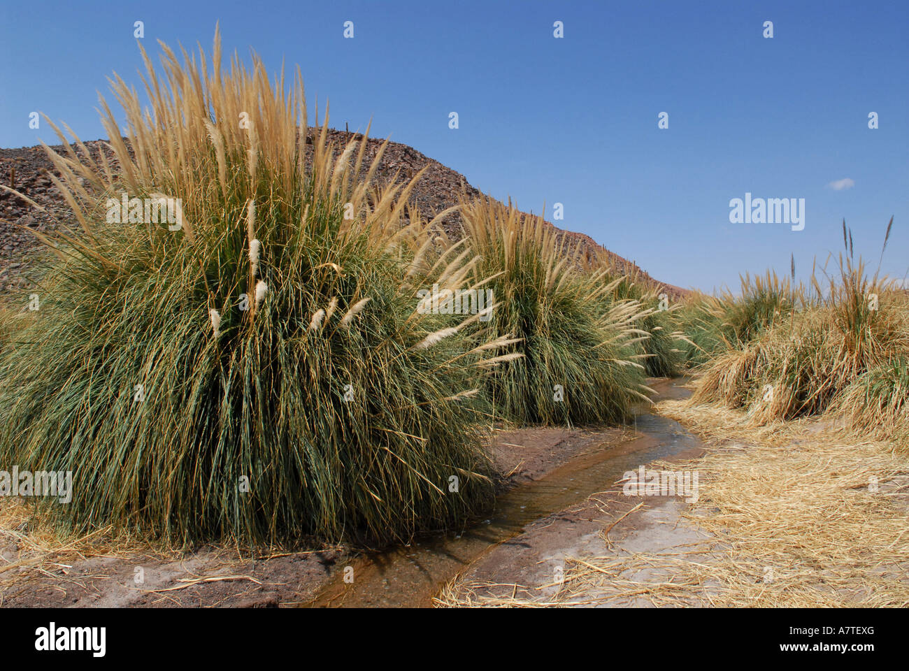 Grass tufts Atacama desert Chile Stock Photo - Alamy