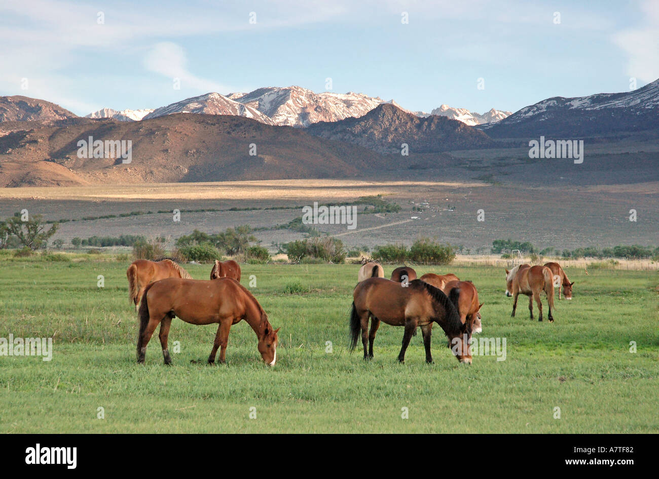 Sierras horses hi-res stock photography and images - Alamy