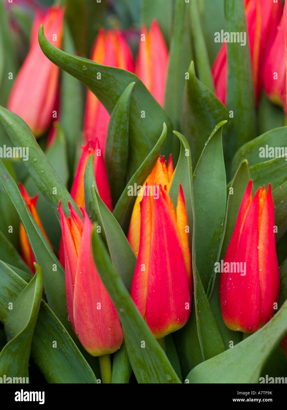 Polyp with buds hi-res stock photography and images - Alamy