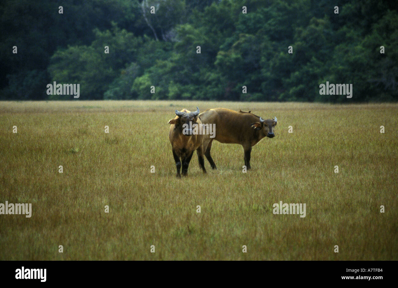 Petit loango national park hi-res stock photography and images - Alamy
