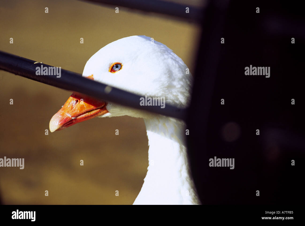 a white goose looking through a fence Stock Photo - Alamy