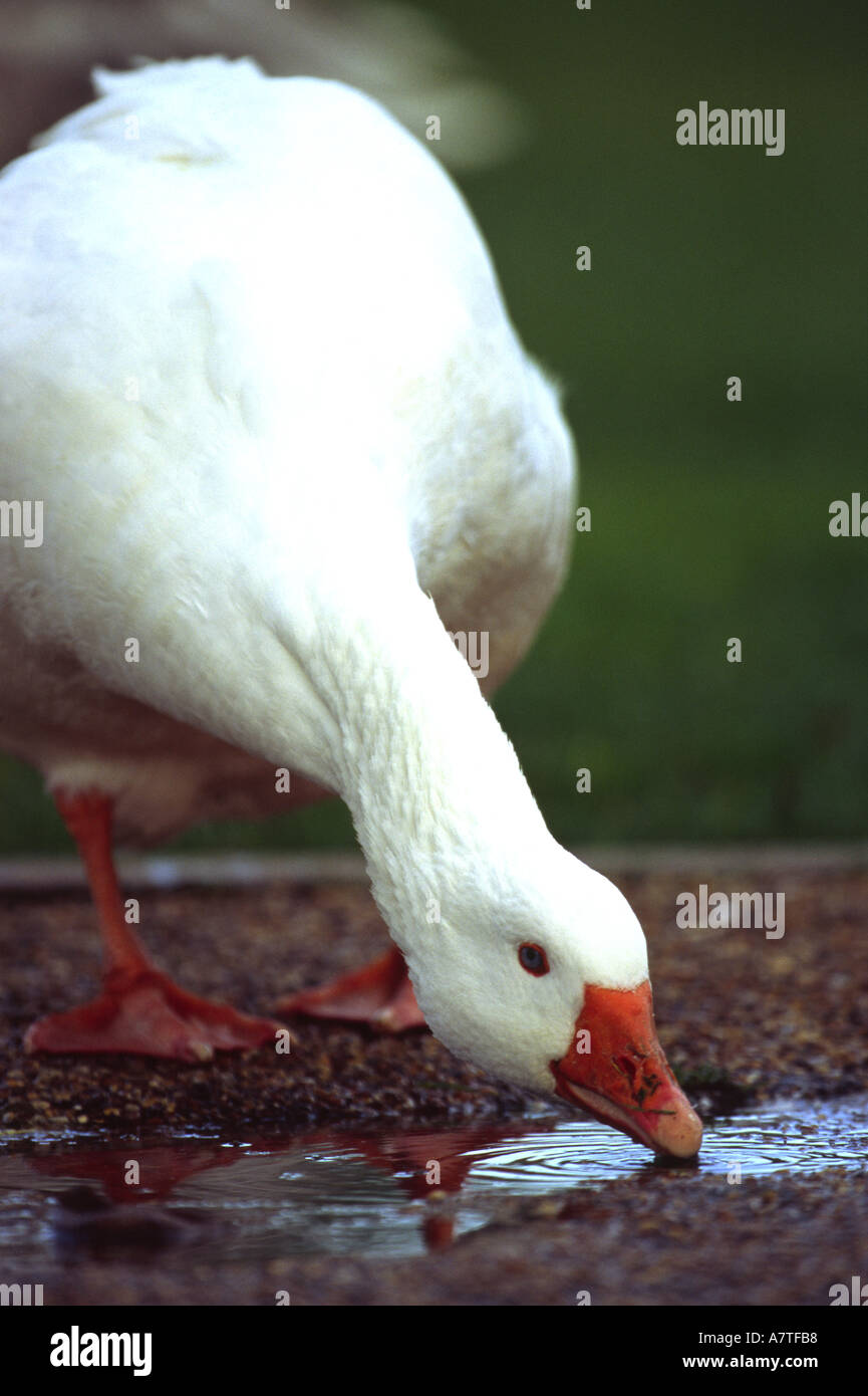 a white goose drinking water from a puddle Stock Photo - Alamy