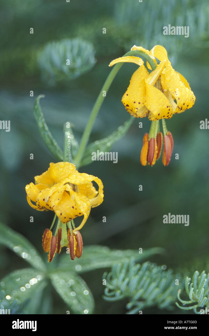 Tigerlily Stock Photos & Tigerlily Stock Images - Alamy