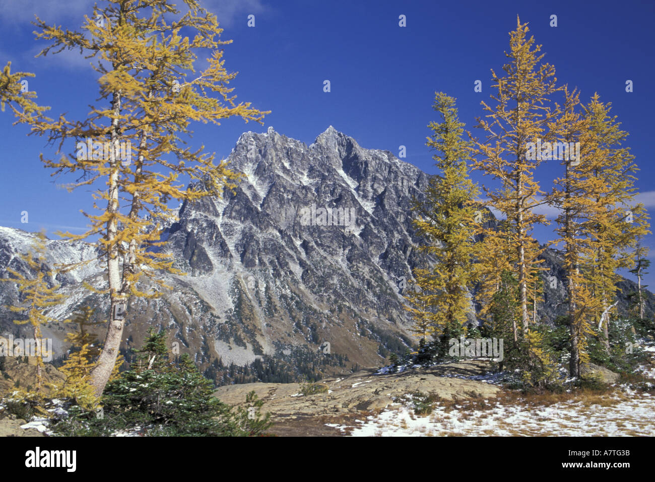 NA, USA, Washington, Mount Stuart Range, Mount Stuart with golden larch ...