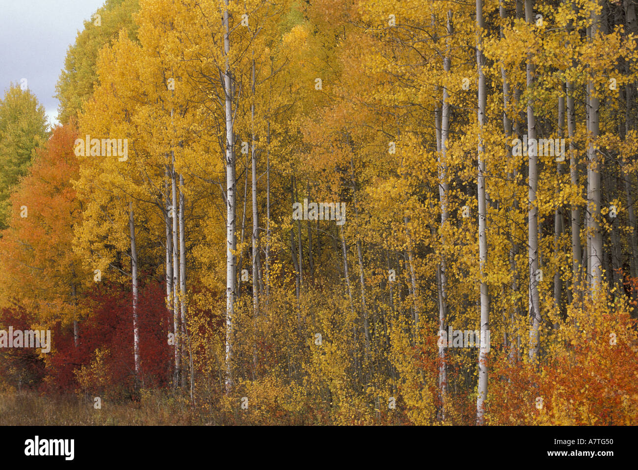 NA, USA, Washington, Wenatchee National Forest. Aspen trees with golden ...