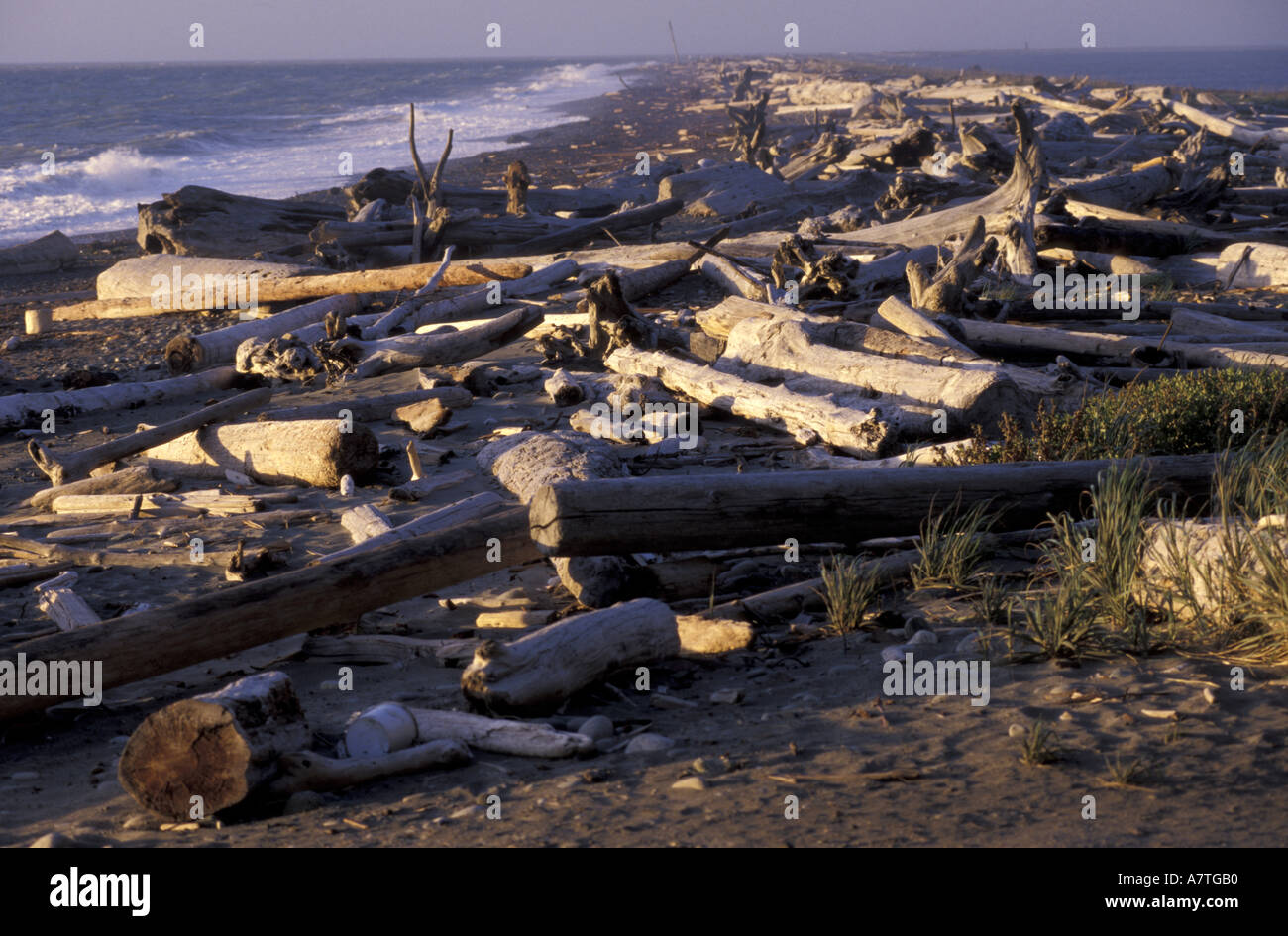 Dungeness spit beach olympic peninsula hi-res stock photography and ...