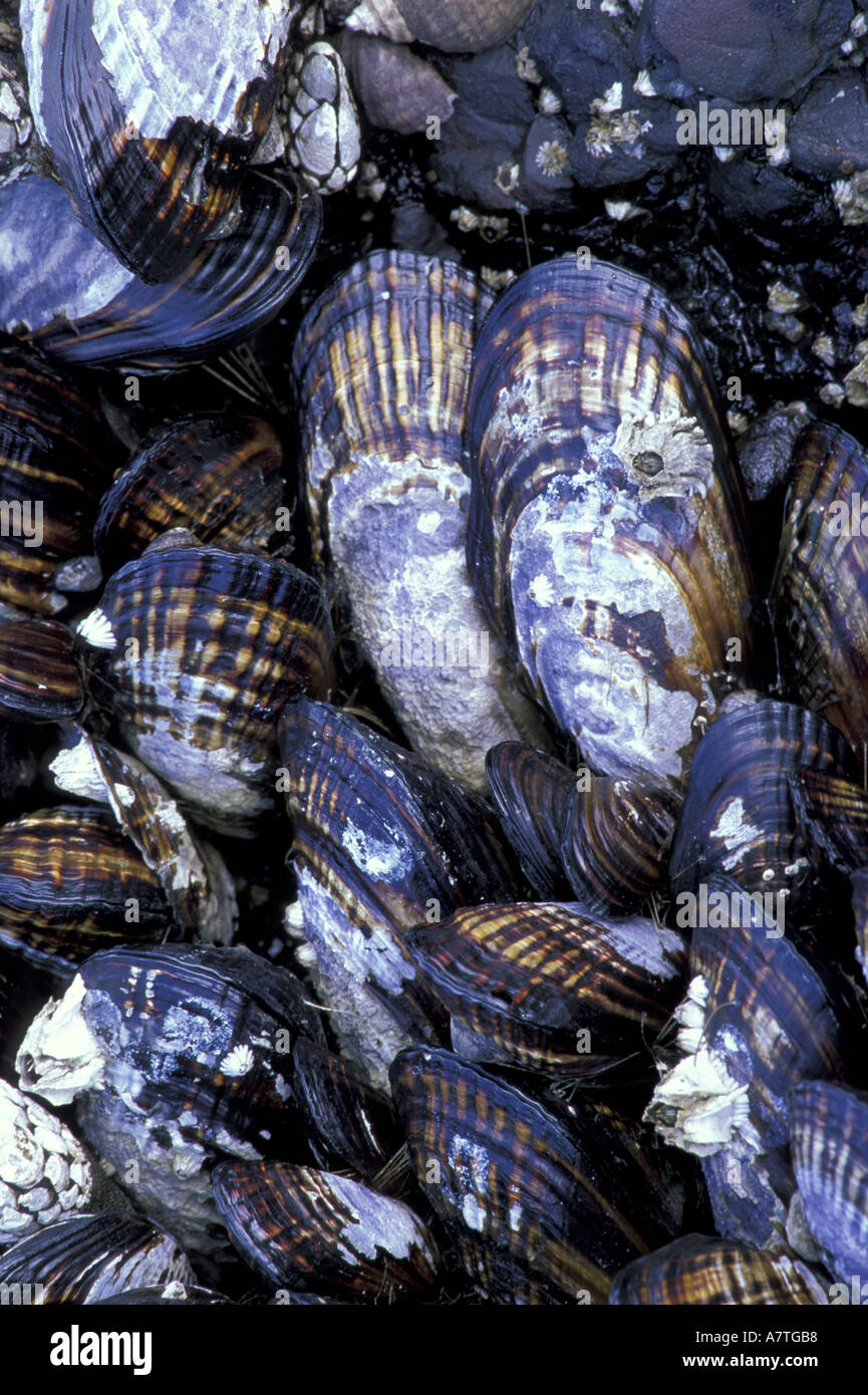 USA, Washington State, Salt Creek State Park, Tongue Point. California ...