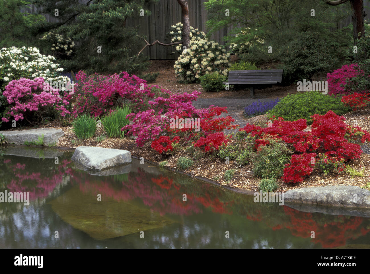 USA, Washington, Seattle, Washington Park Arboretum, Japanese Garden ...