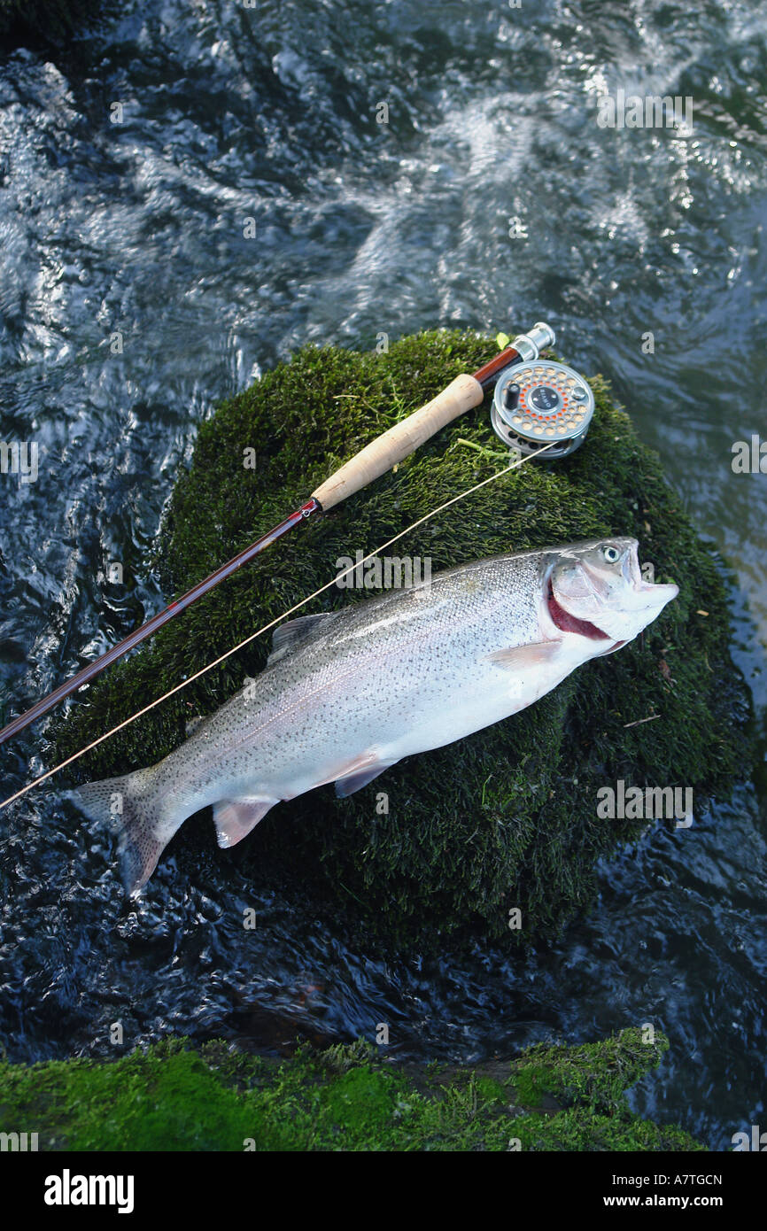 Dead fish hi-res stock photography and images - Alamy
