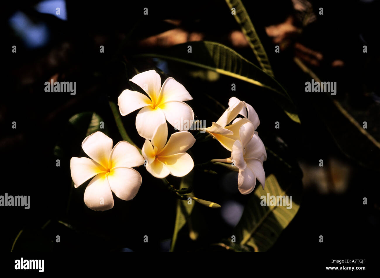 Sri Lanka, frangipane flowers Stock Photo - Alamy