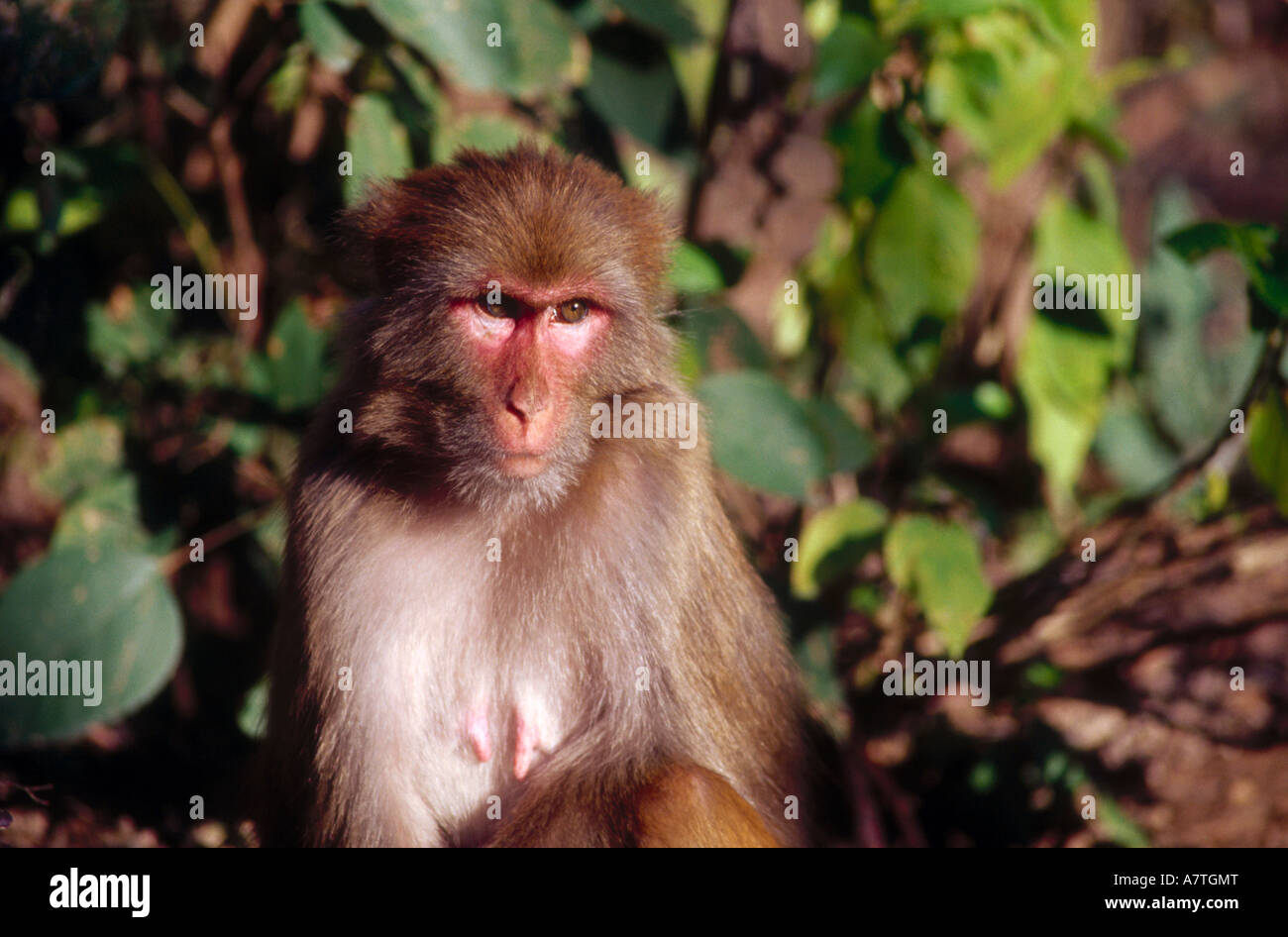 Close-up of Japanese Macaque (Callicebus Torquatus Stock Photo - Alamy