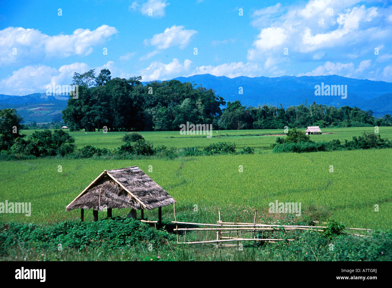 Crop in field, Myanmar Stock Photo - Alamy