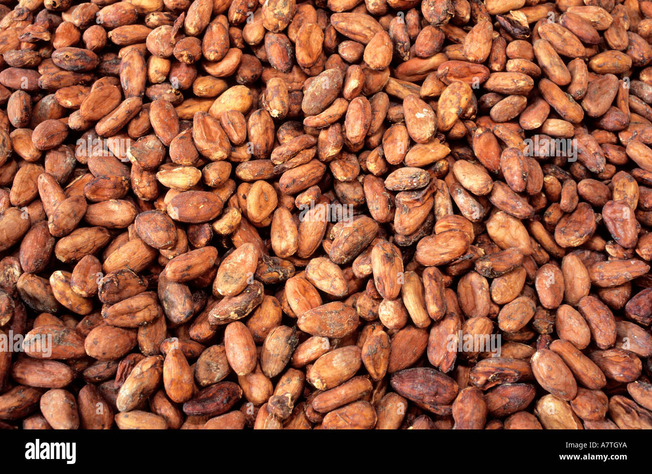 Oaxaca cacao hi-res stock photography and images - Alamy