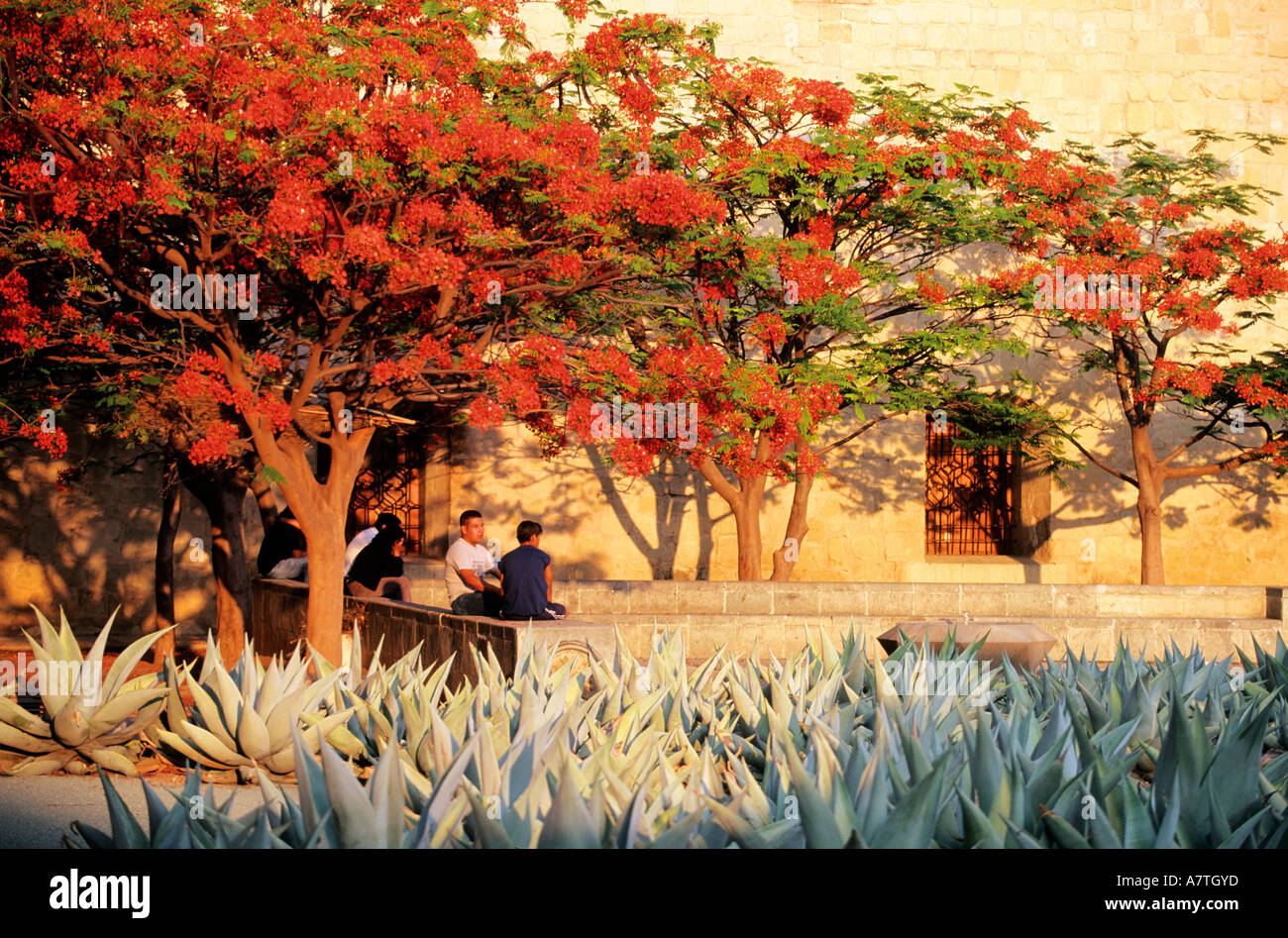 Mexico, Oaxaca State, Oaxaca city, flame trees in bloom Stock Photo - Alamy