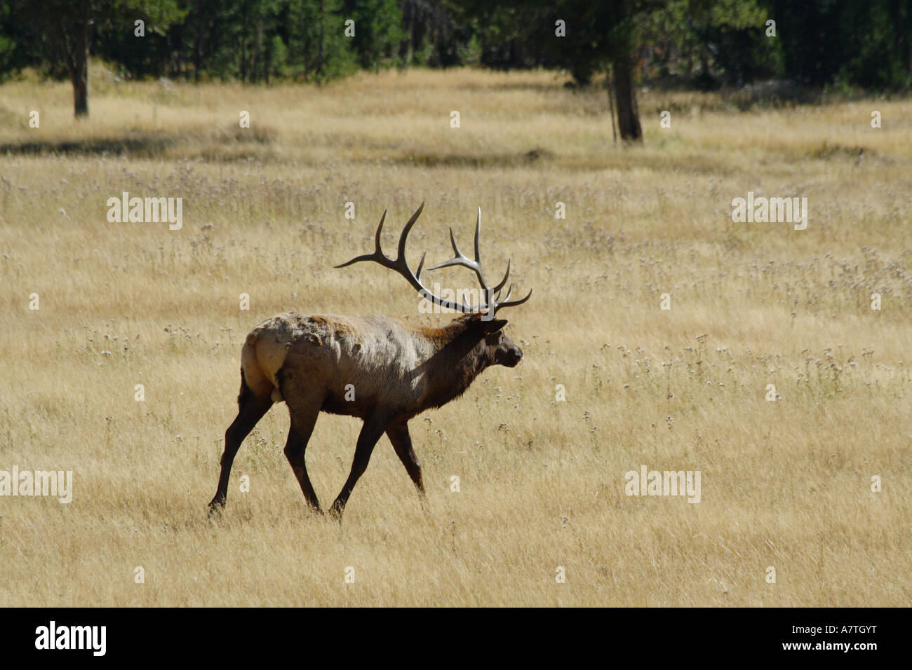 Big, big bull Stock Photo - Alamy