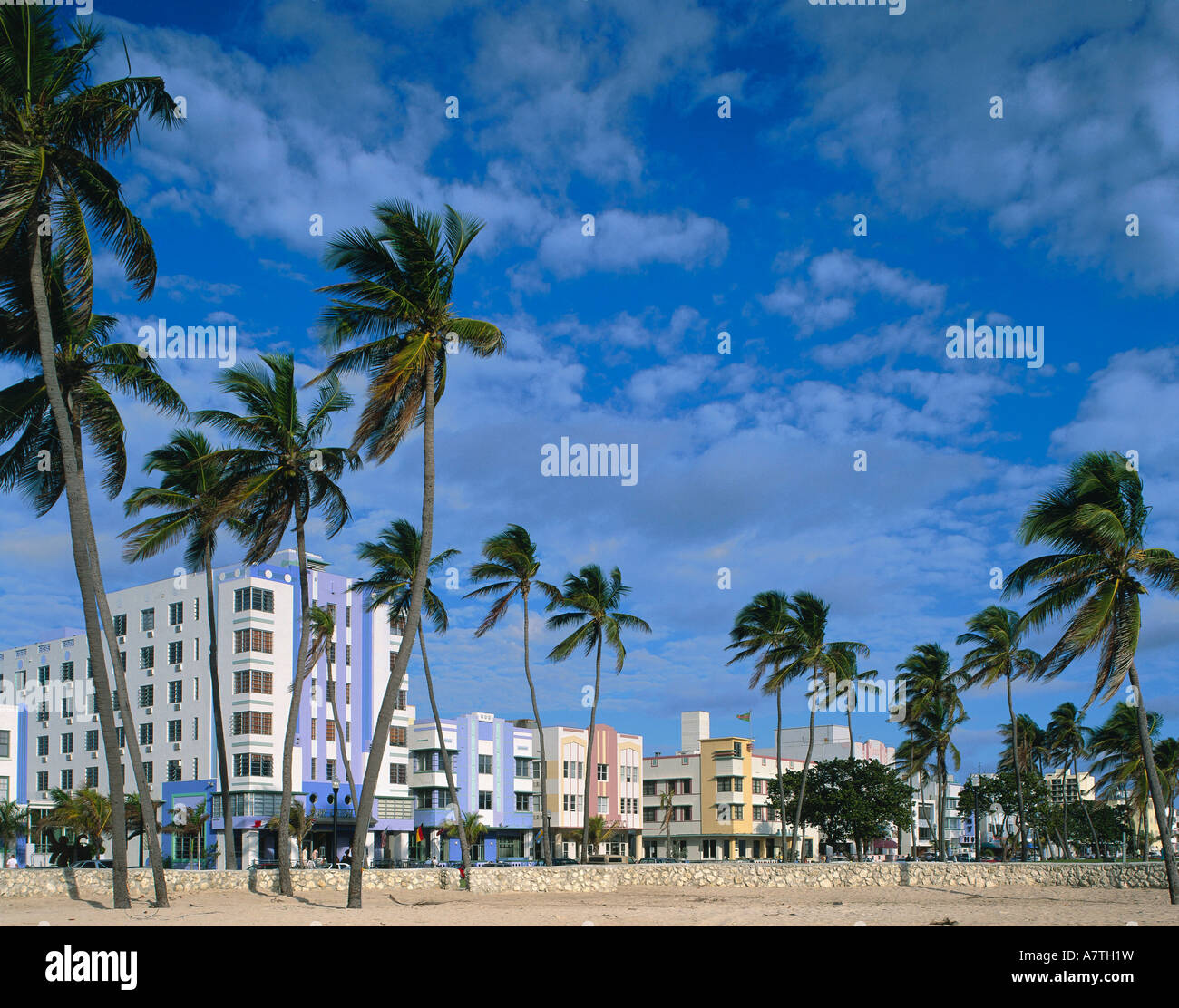 Palm trees in front of buildings, Miami, Miami-Dade County, Florida ...