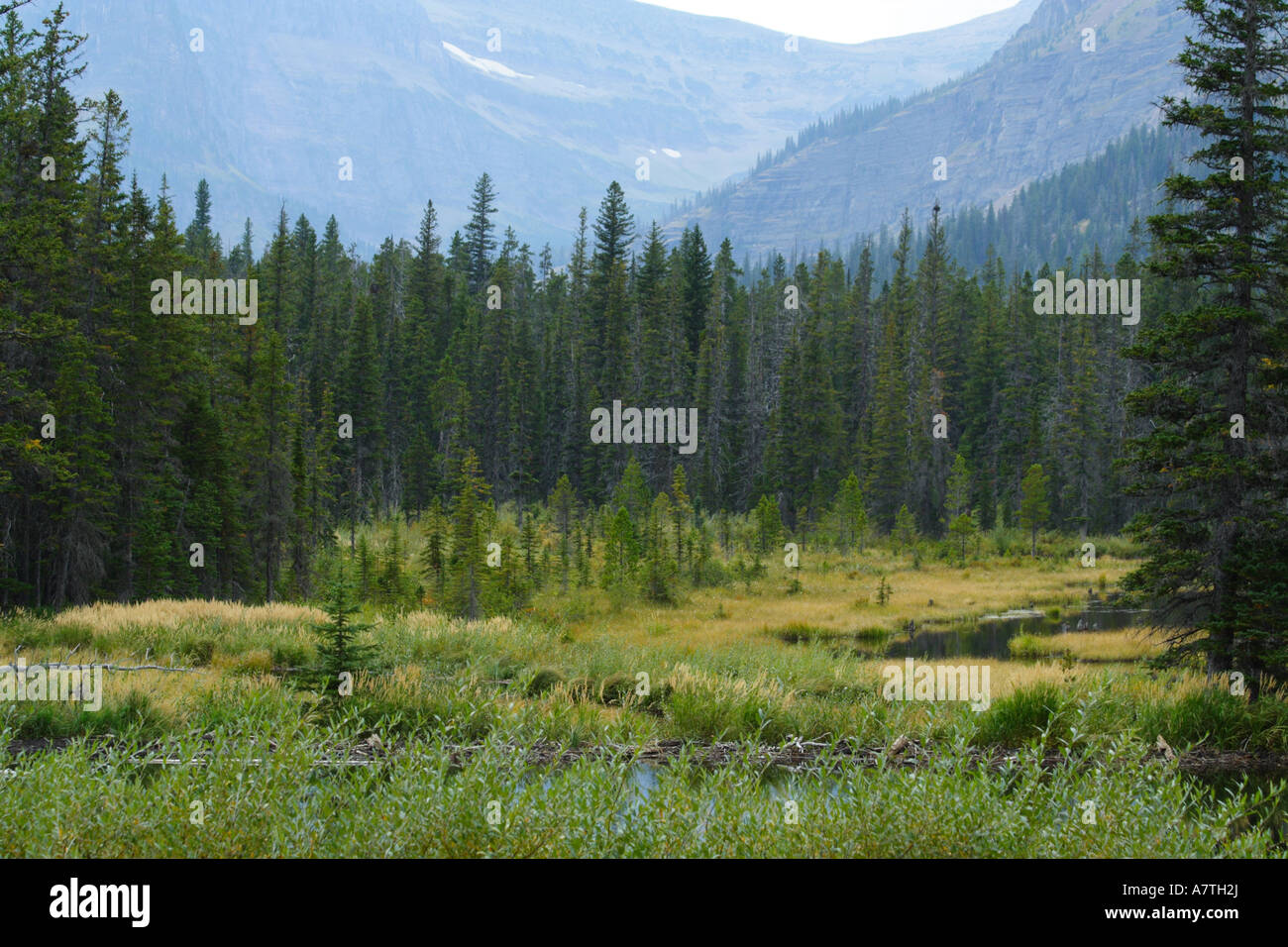 Swamp meadows hi-res stock photography and images - Alamy