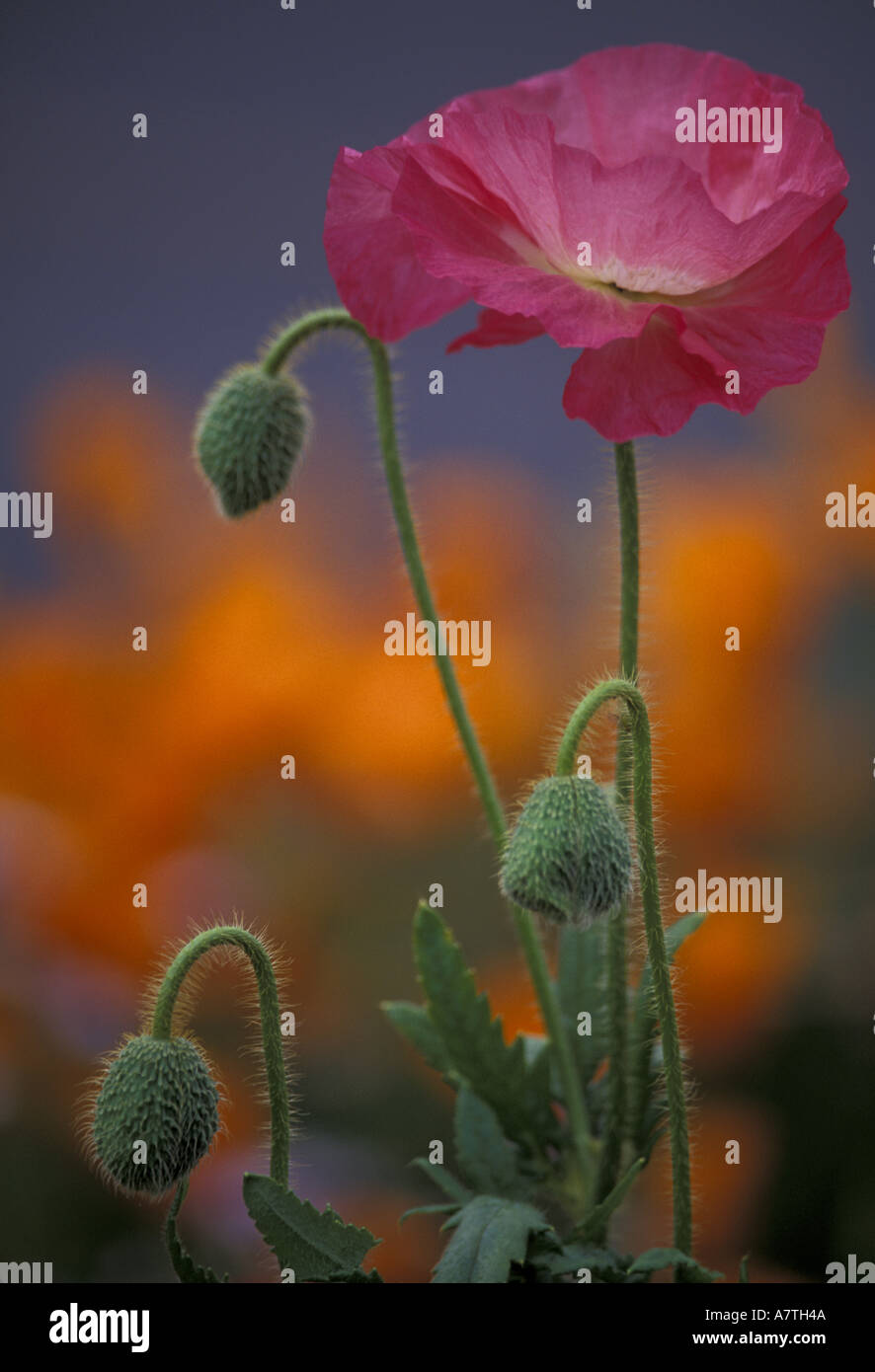 North America, USA, Washington, Port Townsend. Shirley Mixed Poppy ...