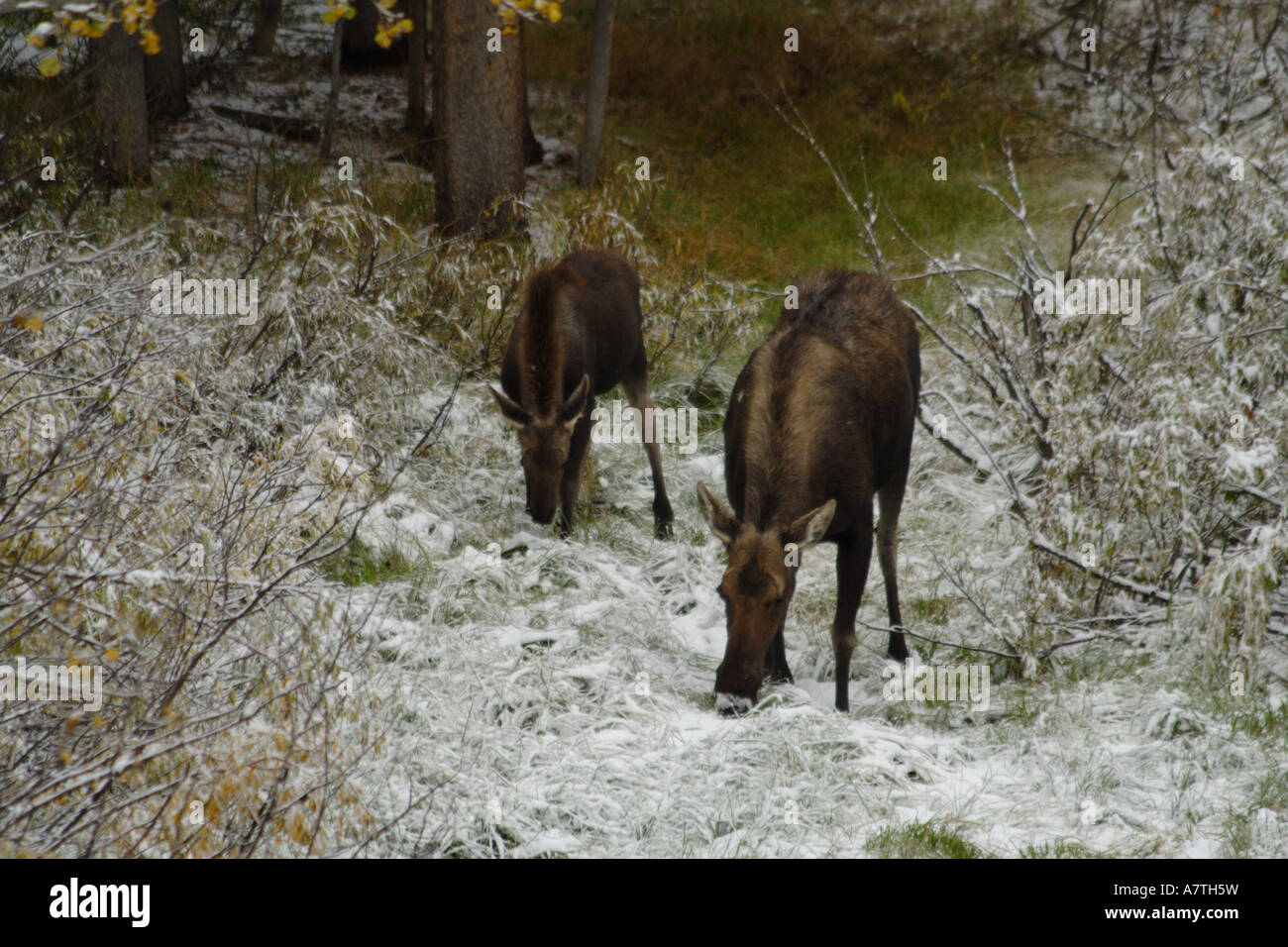 frosty mother moose and baby Stock Photo - Alamy