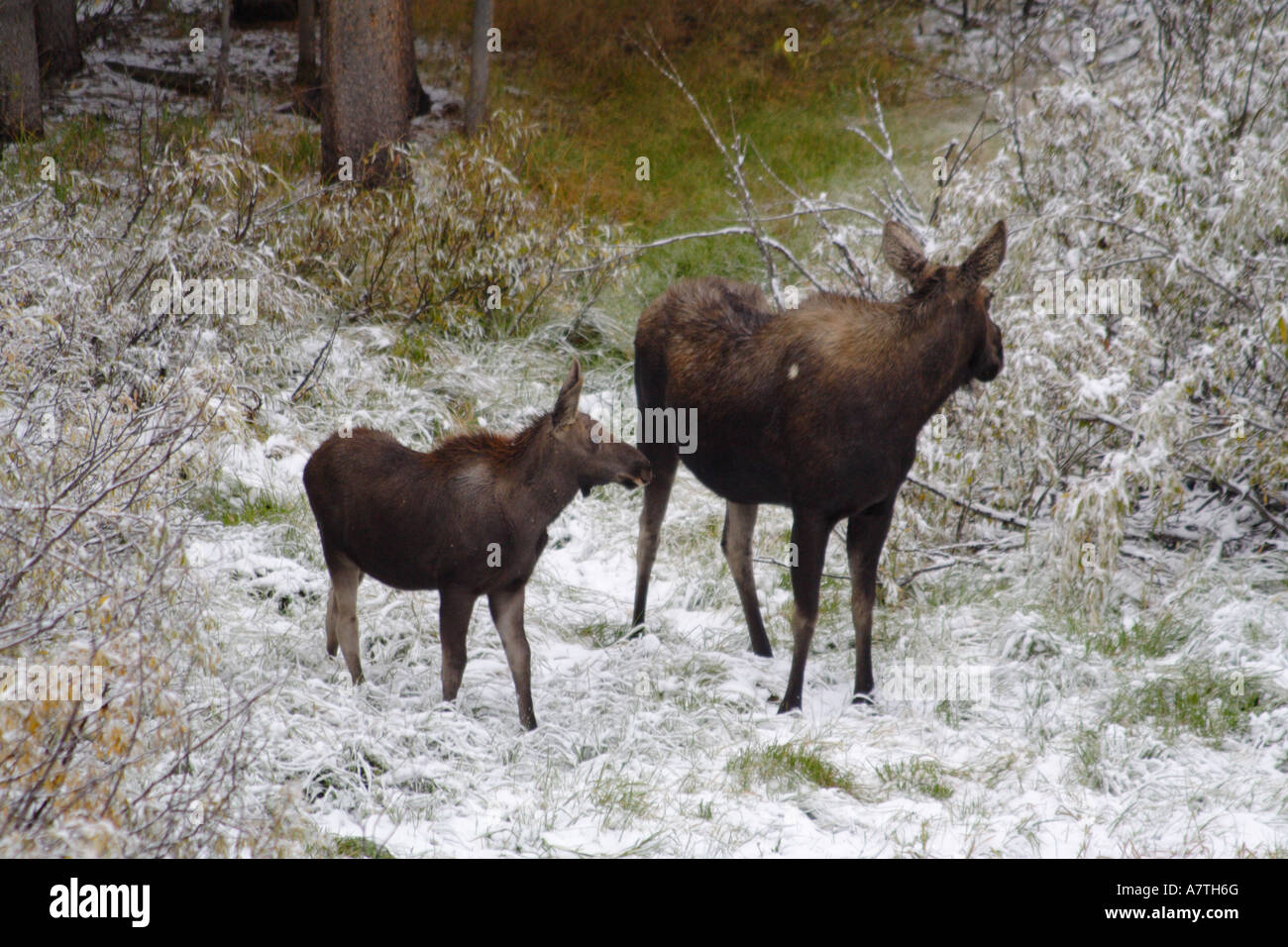 mother moose and baby Stock Photo - Alamy