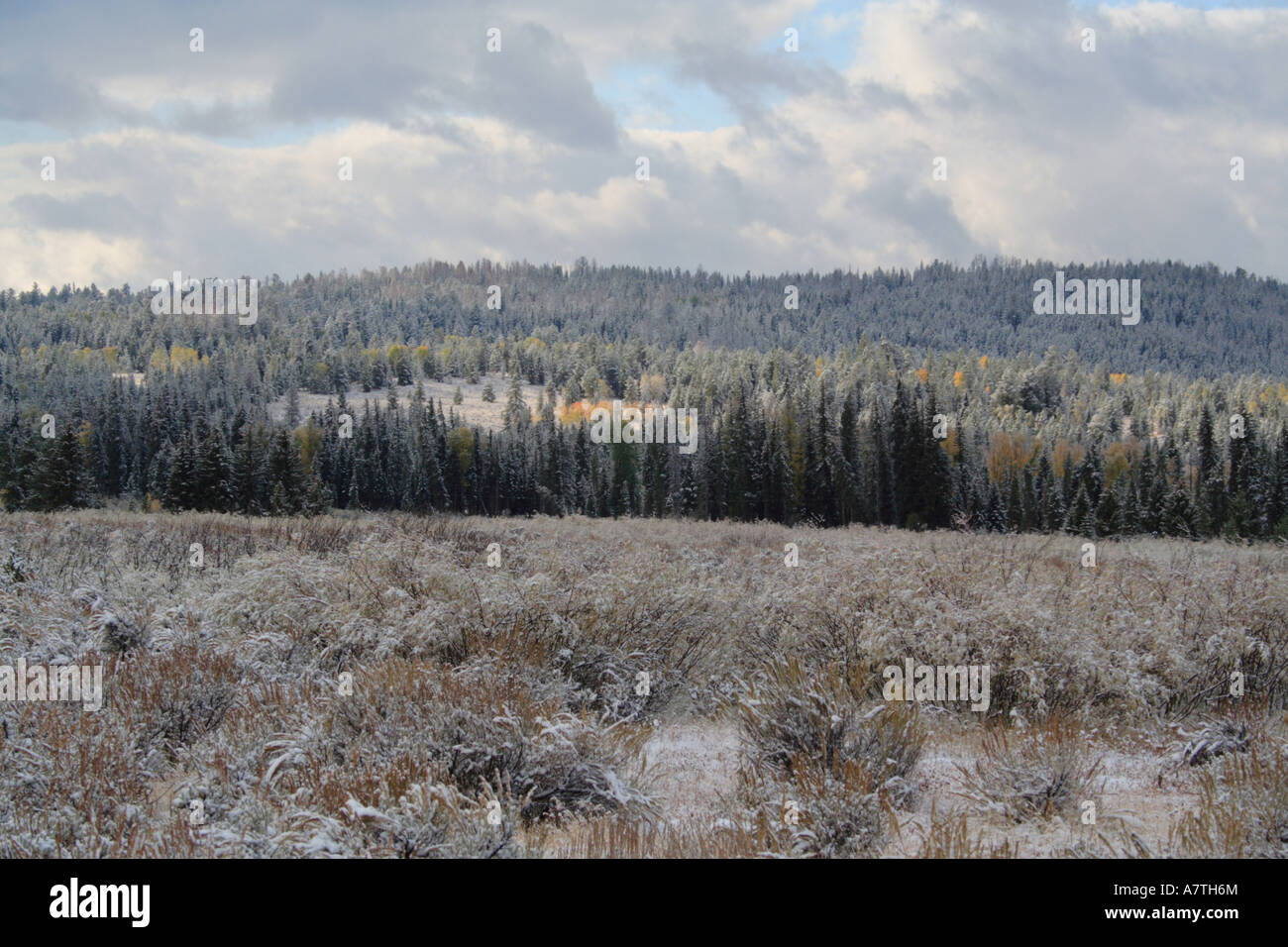 Snowy calm scene Stock Photo - Alamy