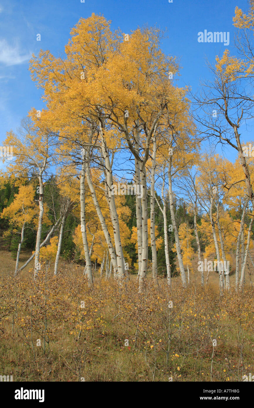 Colorful fall scene in Montana Stock Photo - Alamy