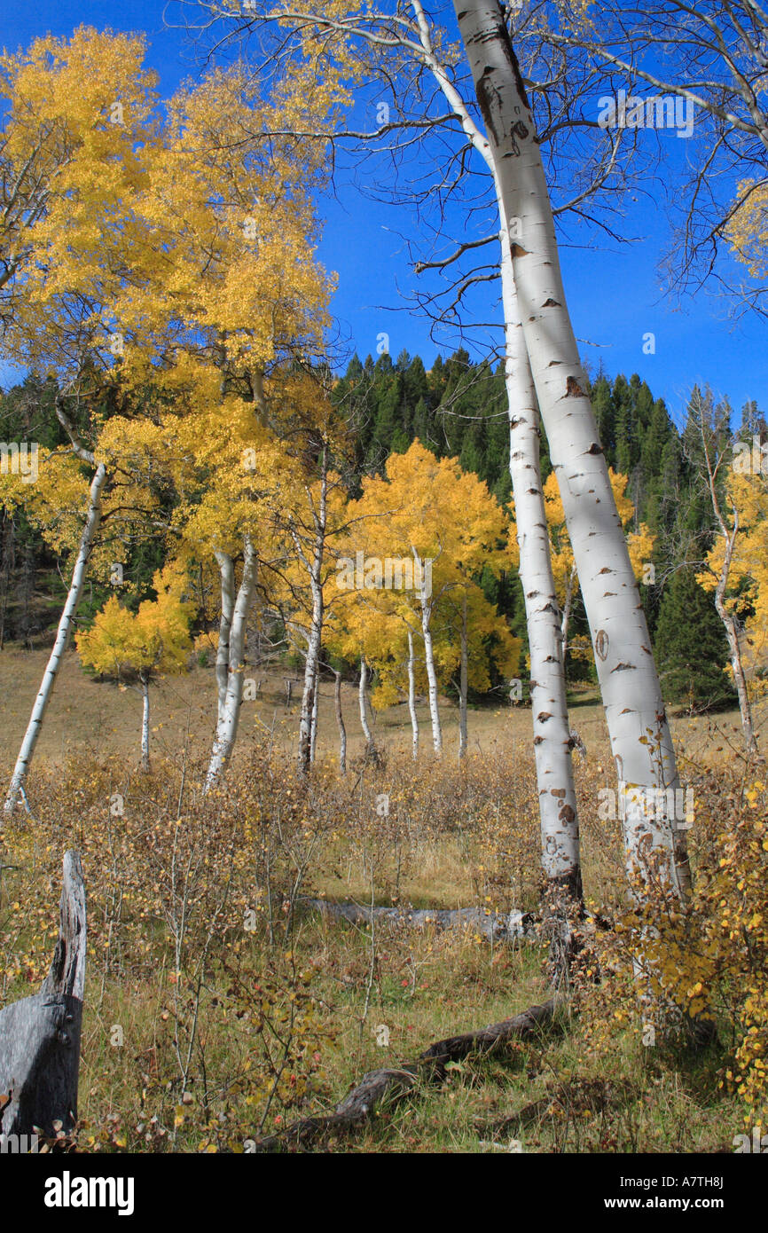 Relaxing fall scene in Montana Stock Photo - Alamy