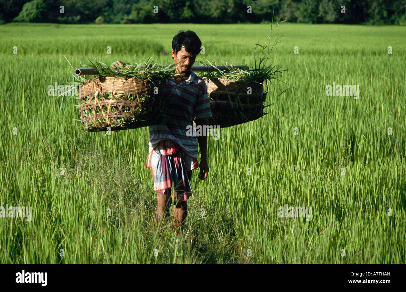 Farmer carrying baskets in rice field Thailand Stock Photo - Alamy