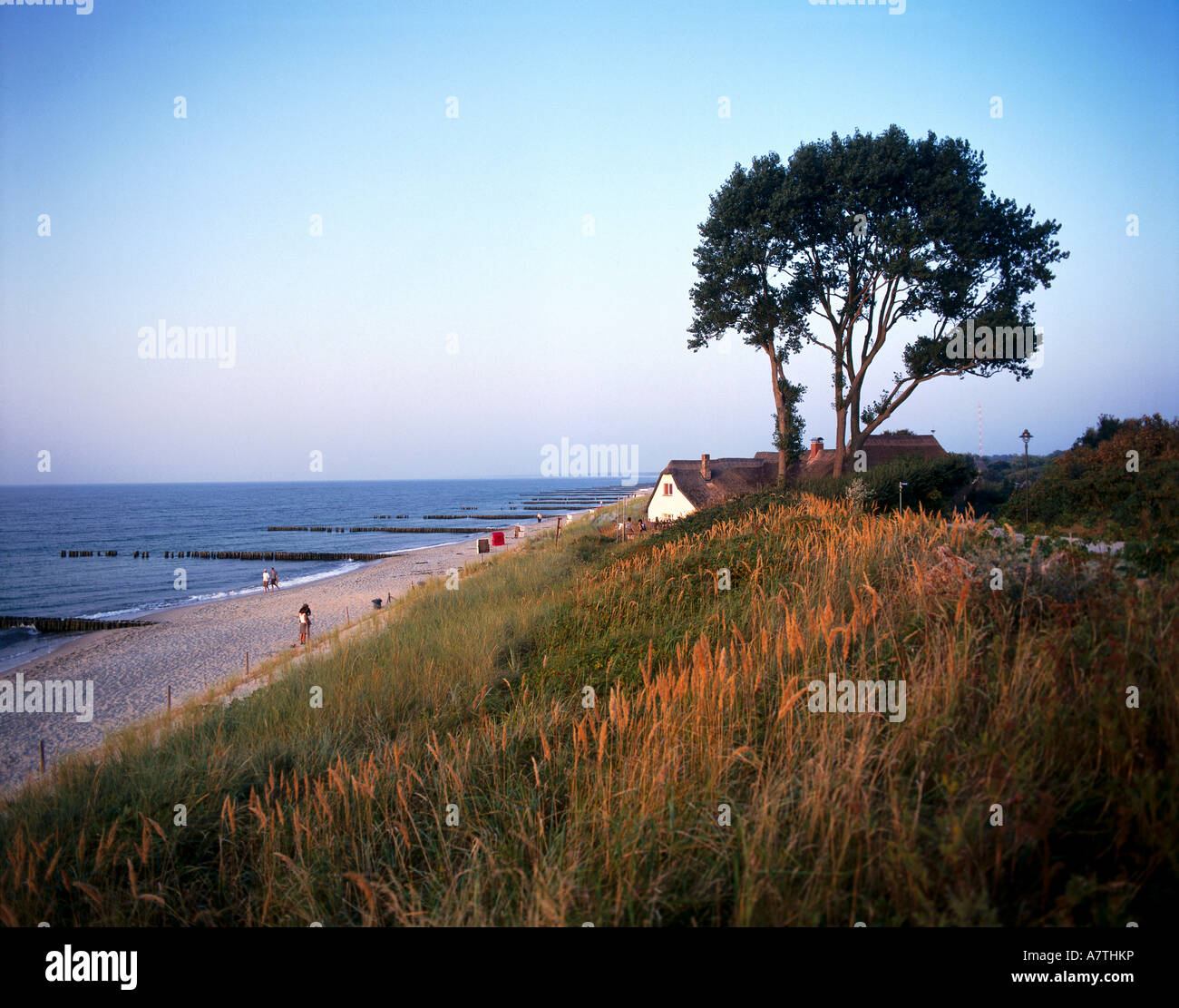 Tree on beach, Germany Stock Photo - Alamy