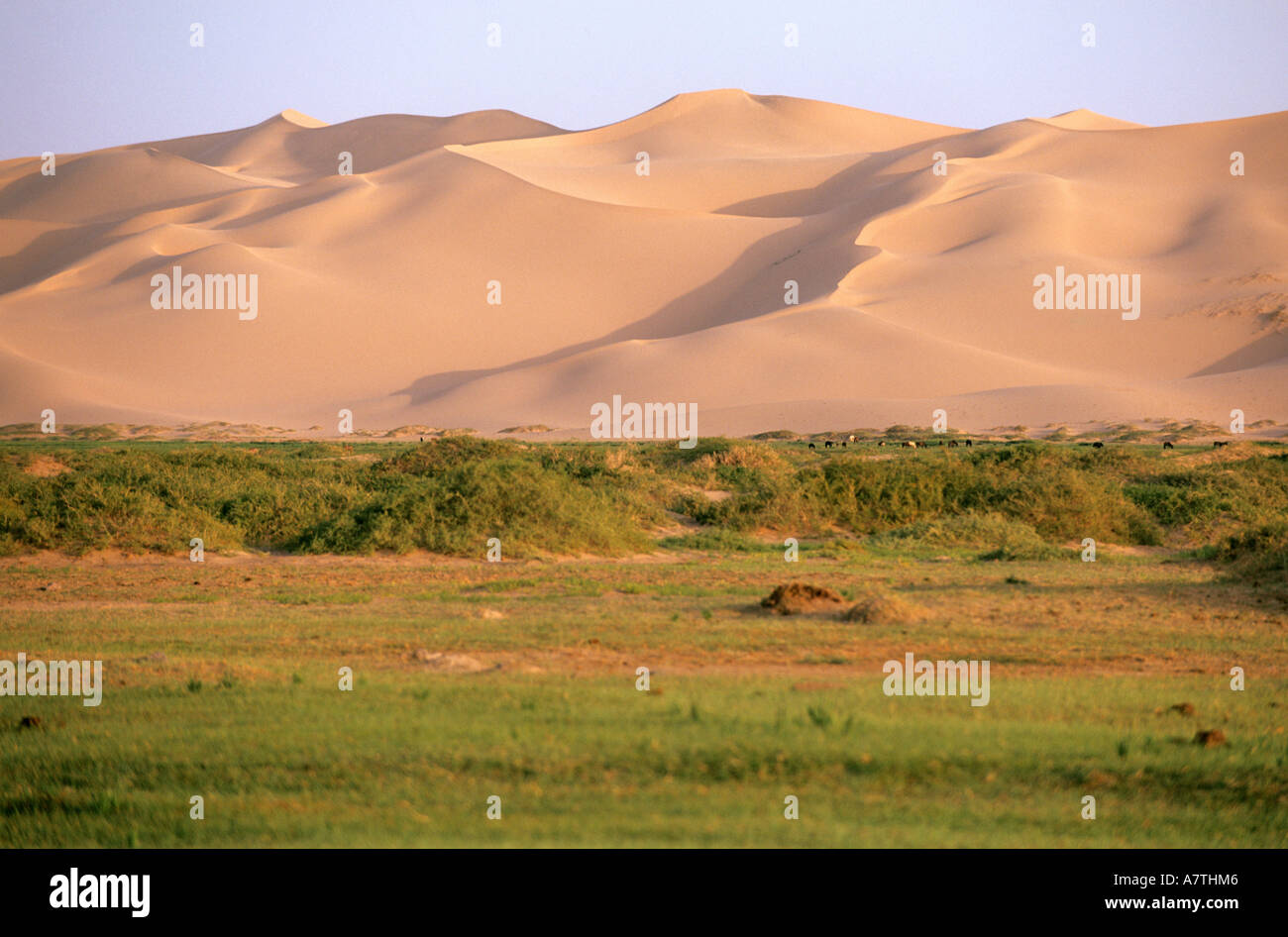 Mongolia, Omnogobi Province, Gobi desert, Khongoryn Els sand dunes ...