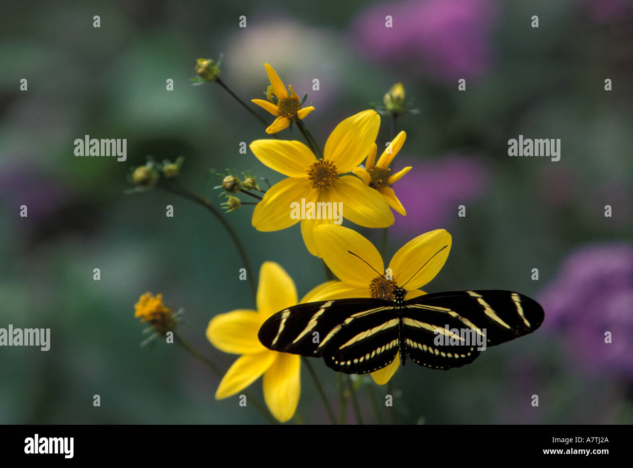 Washington zebra at woodland park zoo hi-res stock photography and ...