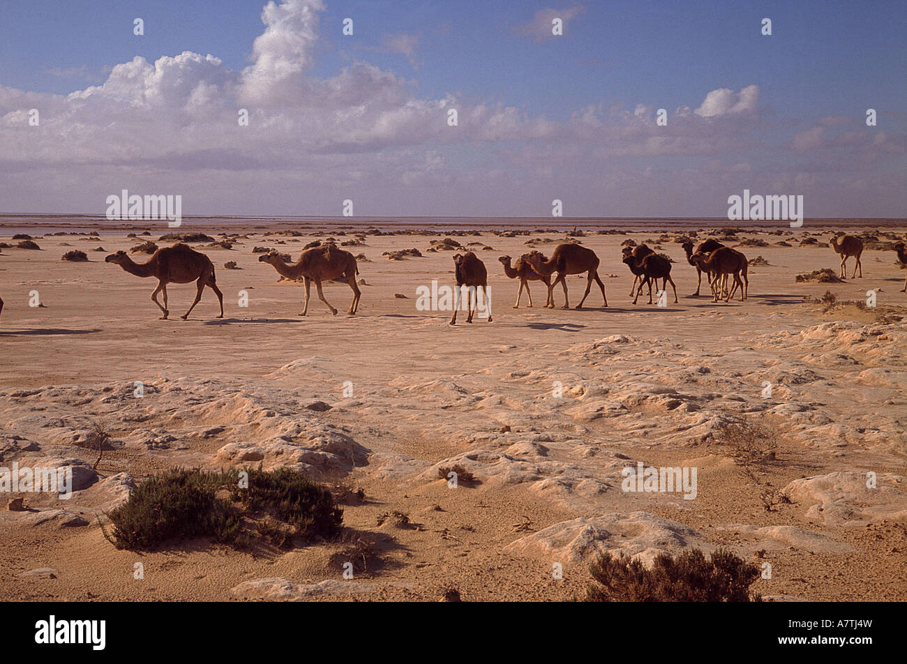 Camel caravan in libyan desert hi-res stock photography and images - Alamy