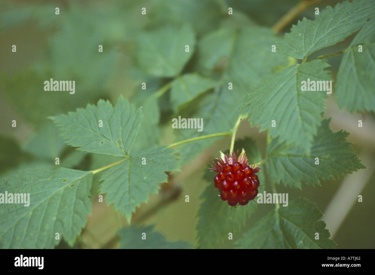 N.A., USA, Washington, Olympic National Park, Ripe Salmonberry Fruit ...